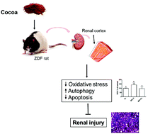 Cocoa ameliorates renal injury in Zucker diabetic fatty rats by ...