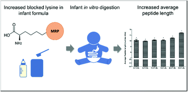 Lysine blockage of milk proteins in infant formula impairs overall ...