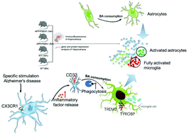 Bilberry anthocyanins improve neuroinflammation and cognitive ...