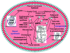 Integrated anti-hyperlipidemic bioactivity of whole Citrus grandis [L ...