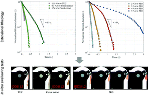 The role of extensional rheology in the oral phase of swallowing: an in ...
