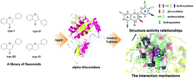 Exploring the structure–activity relationship and interaction mechanism ...