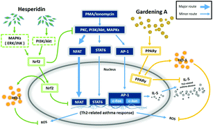 Citrus flavonoids suppress IL-5 and ROS through distinct pathways in ...