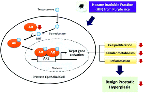 Attenuation of benign prostatic hyperplasia by hydrophilic active ...