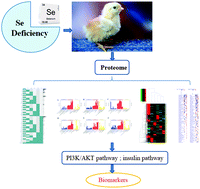 The proteomic profiling of multiple tissue damage in chickens for a ...