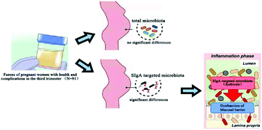 A pregnancy complication-dependent change in SIgA-targeted microbiota during third trimester ...