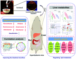 The protective mechanism of Lactobacillus plantarum FZU3013 against non ...