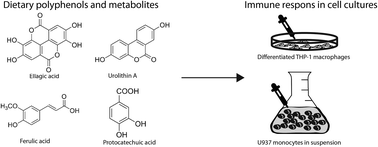 Ellagic acid and urolithin A modulate the immune response in LPS ...