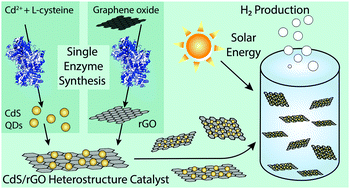 Enzymatic synthesis of supported CdS quantum dot/reduced graphene oxide ...