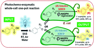 Enantiocomplementary decarboxylative hydroxylation combining ...