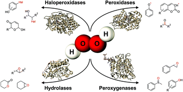 Peroxidase Reaction With Hydrogen Peroxide