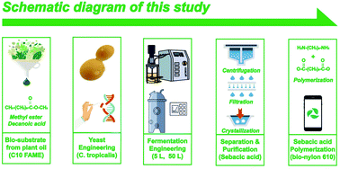 Microbial production of sebacic acid from a renewable source ...