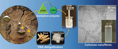 Lytic polysaccharide monooxygenase (LPMO) mediated production of ultra ...
