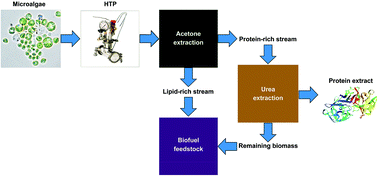 Hydrothermal pre-treatment coupled with urea solubilisation enables ...