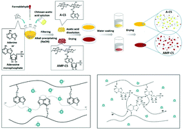 Fabrication of highly proton-conductive chitosan whole-bio-membrane materials functionalized ...