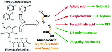 Muconic acid isomers as platform chemicals and monomers in the biobased ...