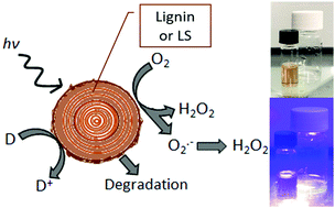 Photochemical evolution of hydrogen peroxide on lignins - Green ...