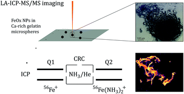 Laser Ablation Icp Ms