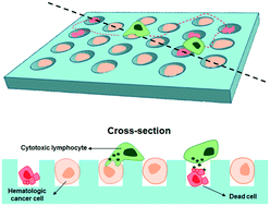 Single cell arrays of hematological cancer cells for assessment of ...