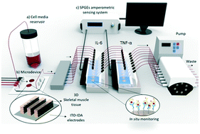 Muscle-on-a-chip with an on-site multiplexed biosensing system for in ...