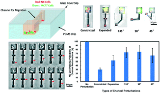 Natural killer cell migration control in microchannels by perturbations ...