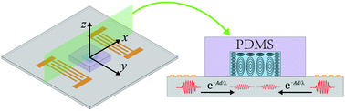 Modelling of SAW-PDMS acoustofluidics: physical fields and particle ...