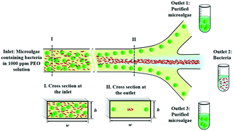 Sheathless separation of microalgae from bacteria using a simple ...