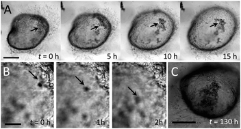 Long-term flow through human intestinal organoids with the gut organoid ...