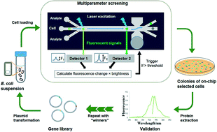 A single-phase flow microfluidic cell sorter for multiparameter ...