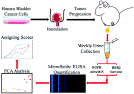 Multiparameter urine analysis for quantitative bladder cancer ...