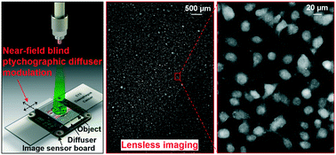 Wide-field, high-resolution lensless on-chip microscopy via near-field ...