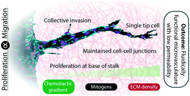 Functional angiogenesis requires microenvironmental cues balancing ...