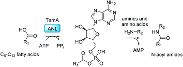 Synthesis of N-acyl amide natural products using a versatile ...