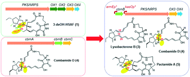 Construction of a hybrid gene cluster to reveal coupled ring formation ...