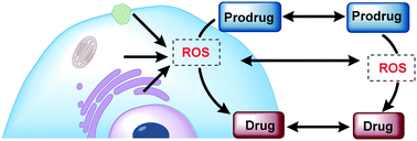Prodrug strategies for targeted therapy triggered by reactive oxygen ...