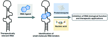 Synthetic small-molecule RNA ligands: future prospects as therapeutic ...
