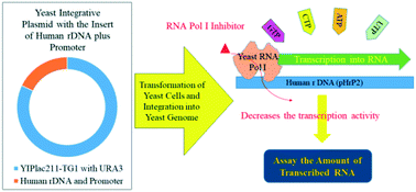 A cell-based screening system for RNA polymerase I inhibitors ...