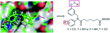 Development of hydroxamate-based histone deacetylase inhibitors of bis ...