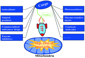 TPP-based mitocans: a potent strategy for anticancer drug design - RSC ...