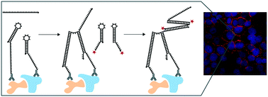 Hybridization Chain Reaction
