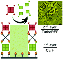 Green light lithography: a general strategy to create active protein ...