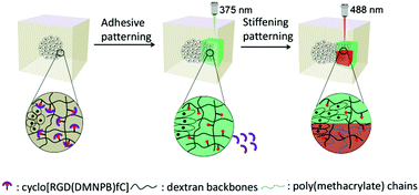 4D hydrogel for dynamic cell culture with orthogonal, wavelength ...