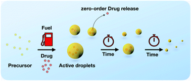 Active droplets in a hydrogel release drugs with a constant and tunable ...