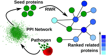 A network-based approach reveals novel invasion and Maurer's clefts ...