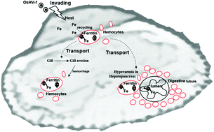 OsHV-1 infection leads to mollusc tissue lesion and iron redistribution ...