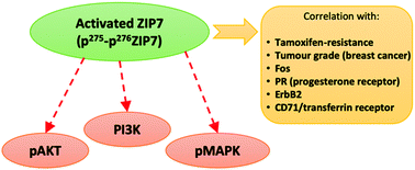 Activated zinc transporter ZIP7 as an indicator of anti-hormone ...