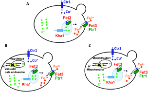 Roles for intracellular cation transporters in respiratory growth of ...