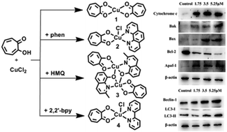 Structure and anticancer activities of four Cu(ii) complexes bearing ...