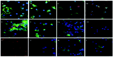 Copper(ii) complexes with alloferon analogues containing phenylalanine ...