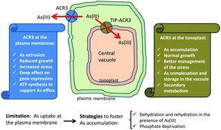 Targeting Acr3 from Ensifer medicae to the plasma membrane or to the ...